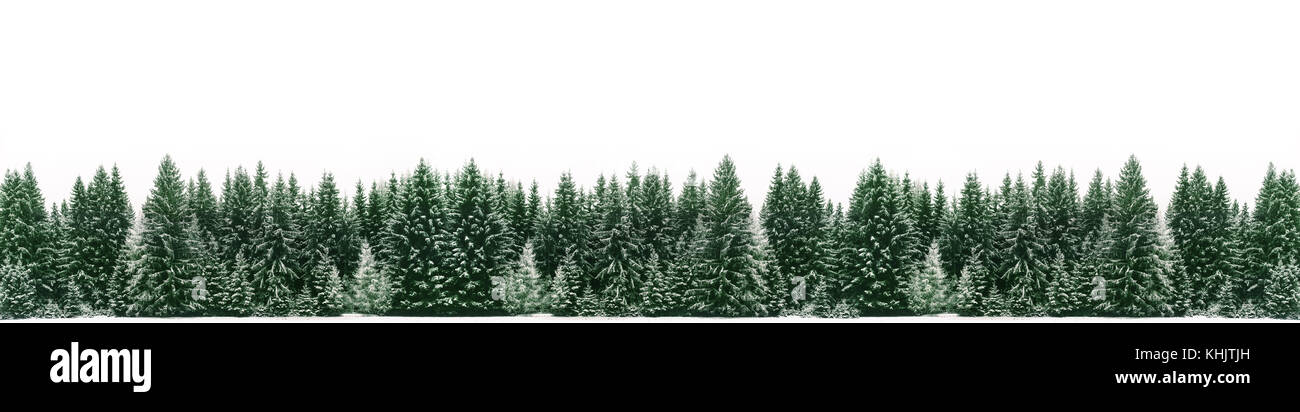 Panorama of spruce tree forest covered by fresh snow during Winter ...