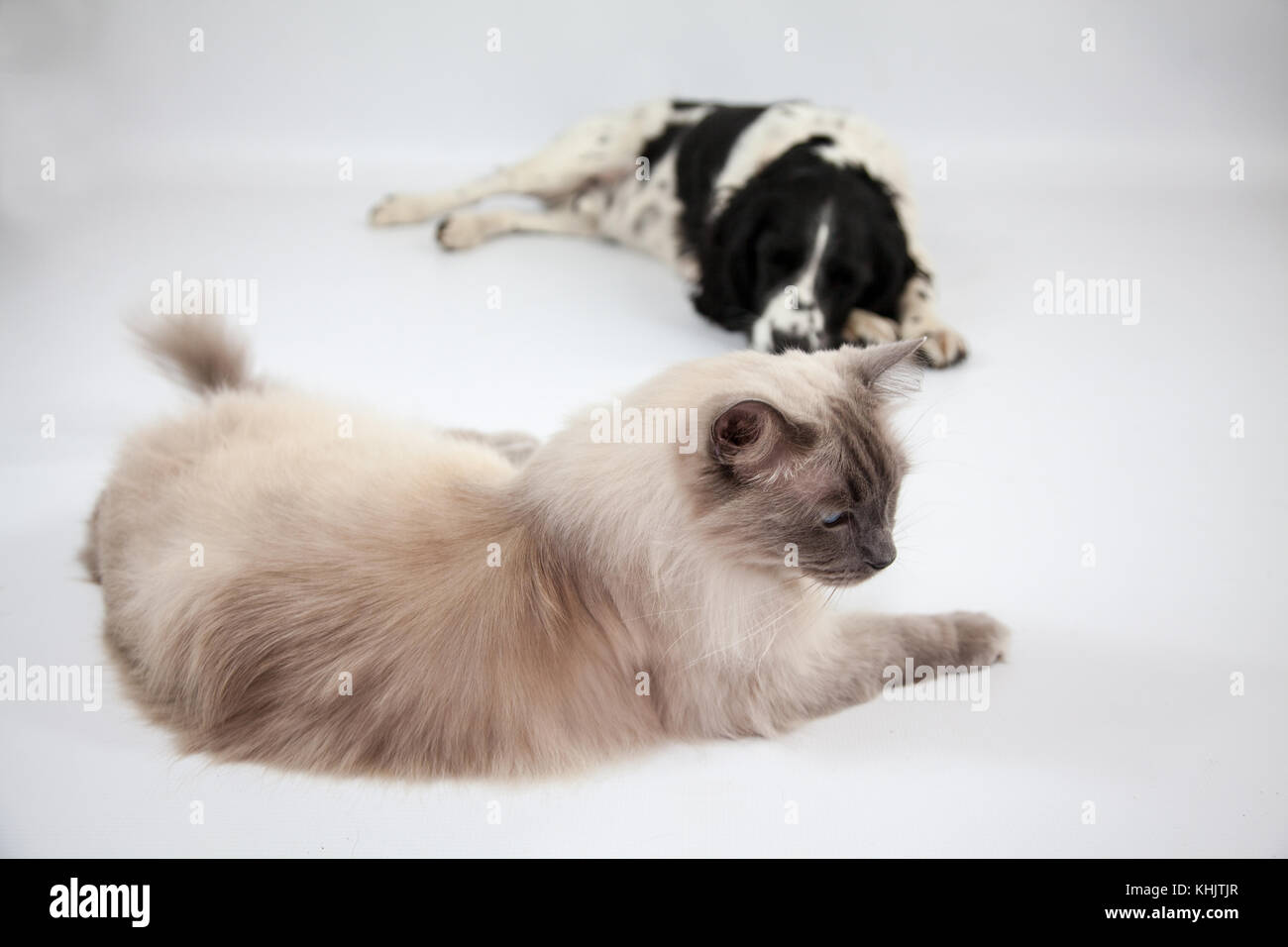 Ragdoll Cat & Springer Spaniel In a Photoshoot Stock Photo - Alamy