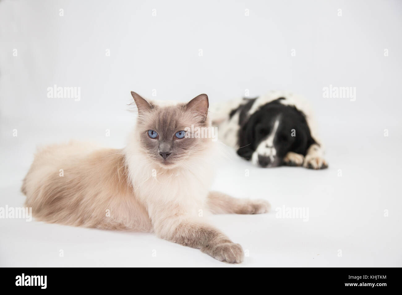 Ragdoll Cat & Springer Spaniel In a Photoshoot Stock Photo - Alamy