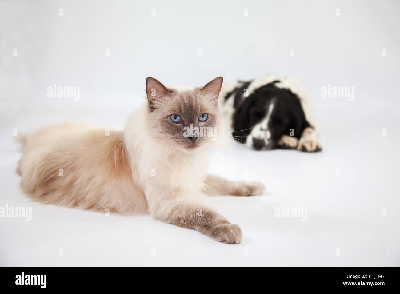 Ragdoll Cat & Springer Spaniel In a Photoshoot Stock Photo - Alamy