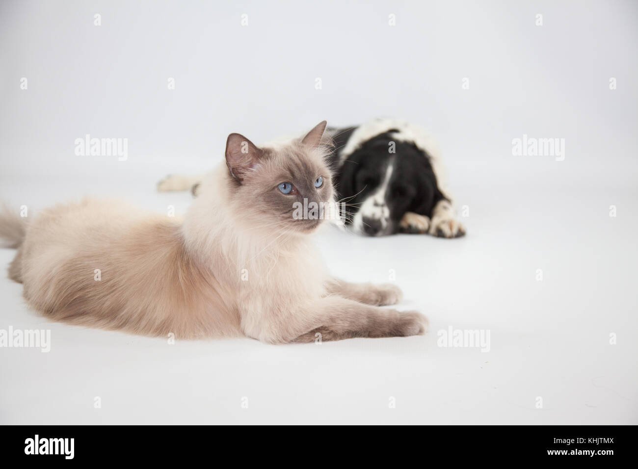 Ragdoll Cat & Springer Spaniel In a Photoshoot Stock Photo - Alamy