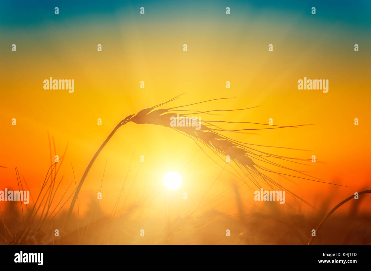 sunset over field with harvest Stock Photo - Alamy