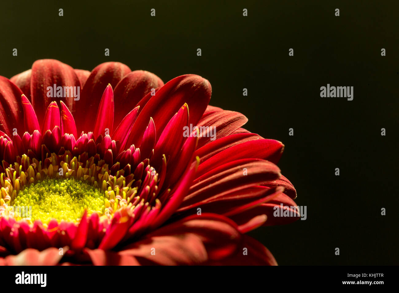 Shadow flowers hi-res stock photography and images - Alamy