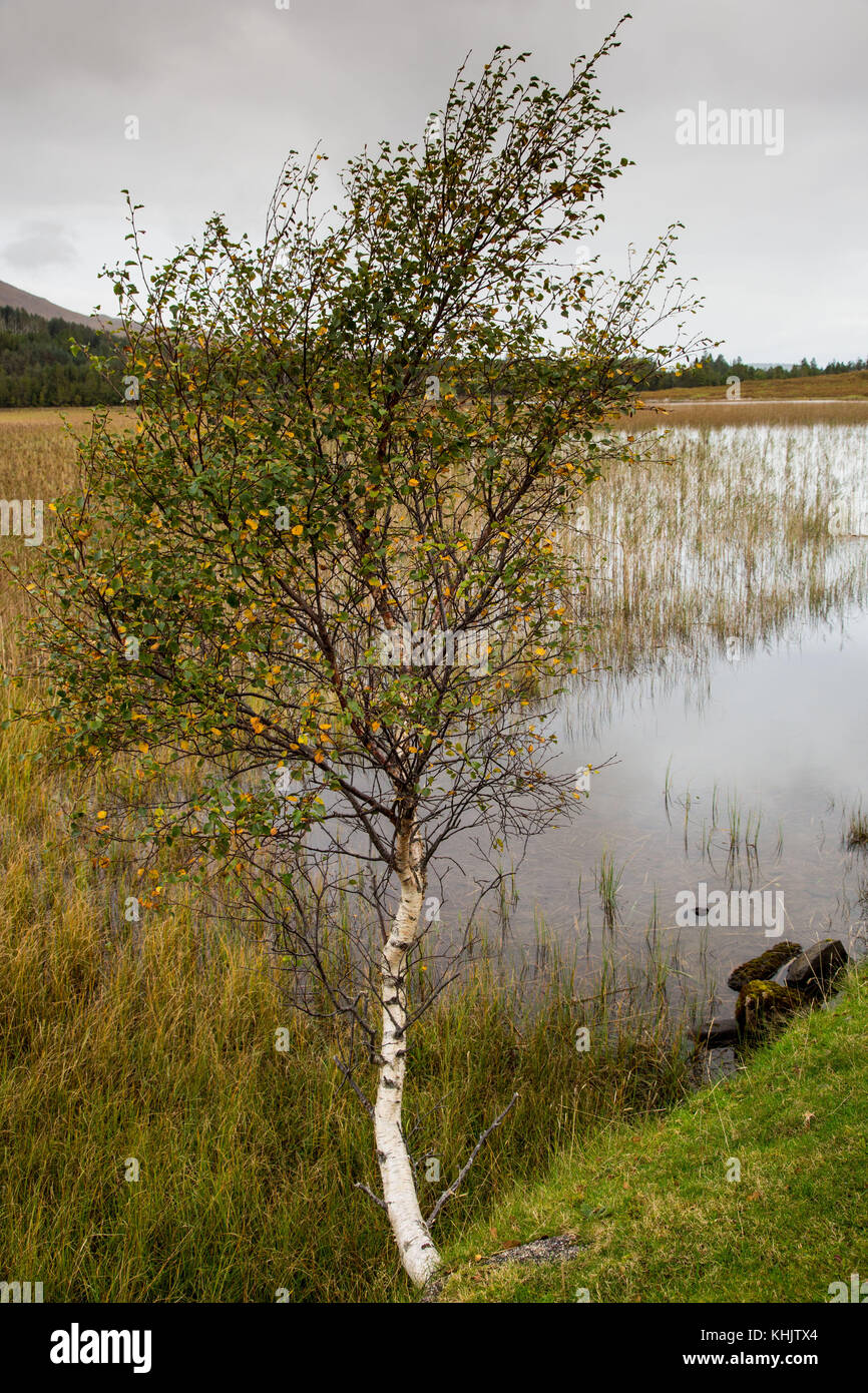 Silver Birch and logan en route to Elgol, Isle of Skye Stock Photo - Alamy