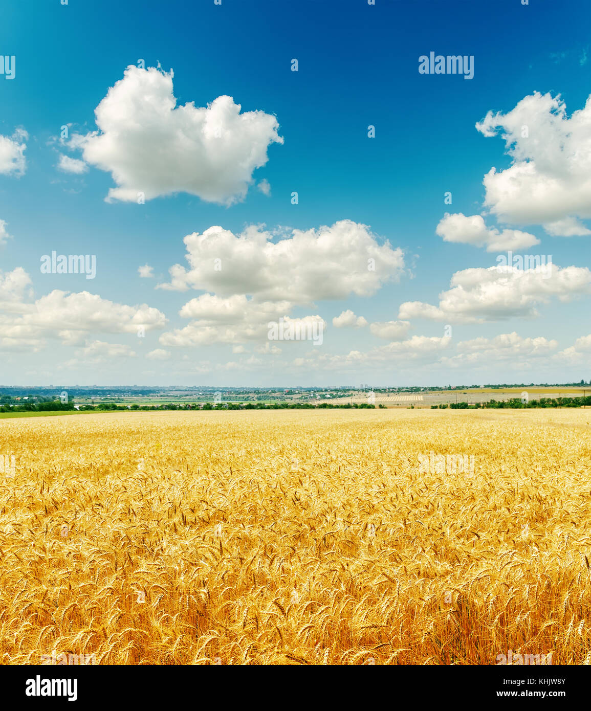field with golden harvest under cloudy sky Stock Photo - Alamy