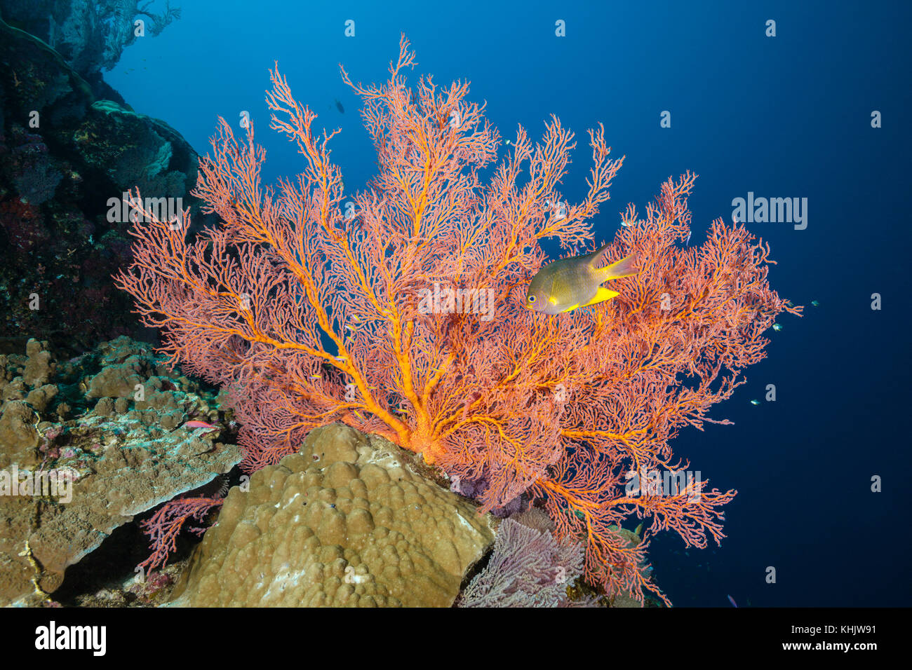 Coral Reef of Sea Fans, Gorgonaria, Christmas Island, Australia Stock ...