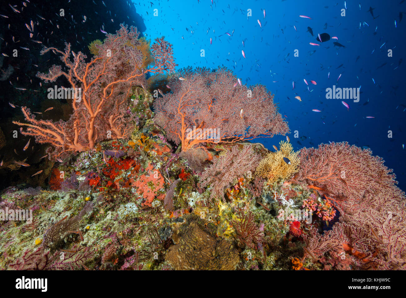 Coral Reef of Sea Fans, Gorgonaria, Christmas Island, Australia Stock ...