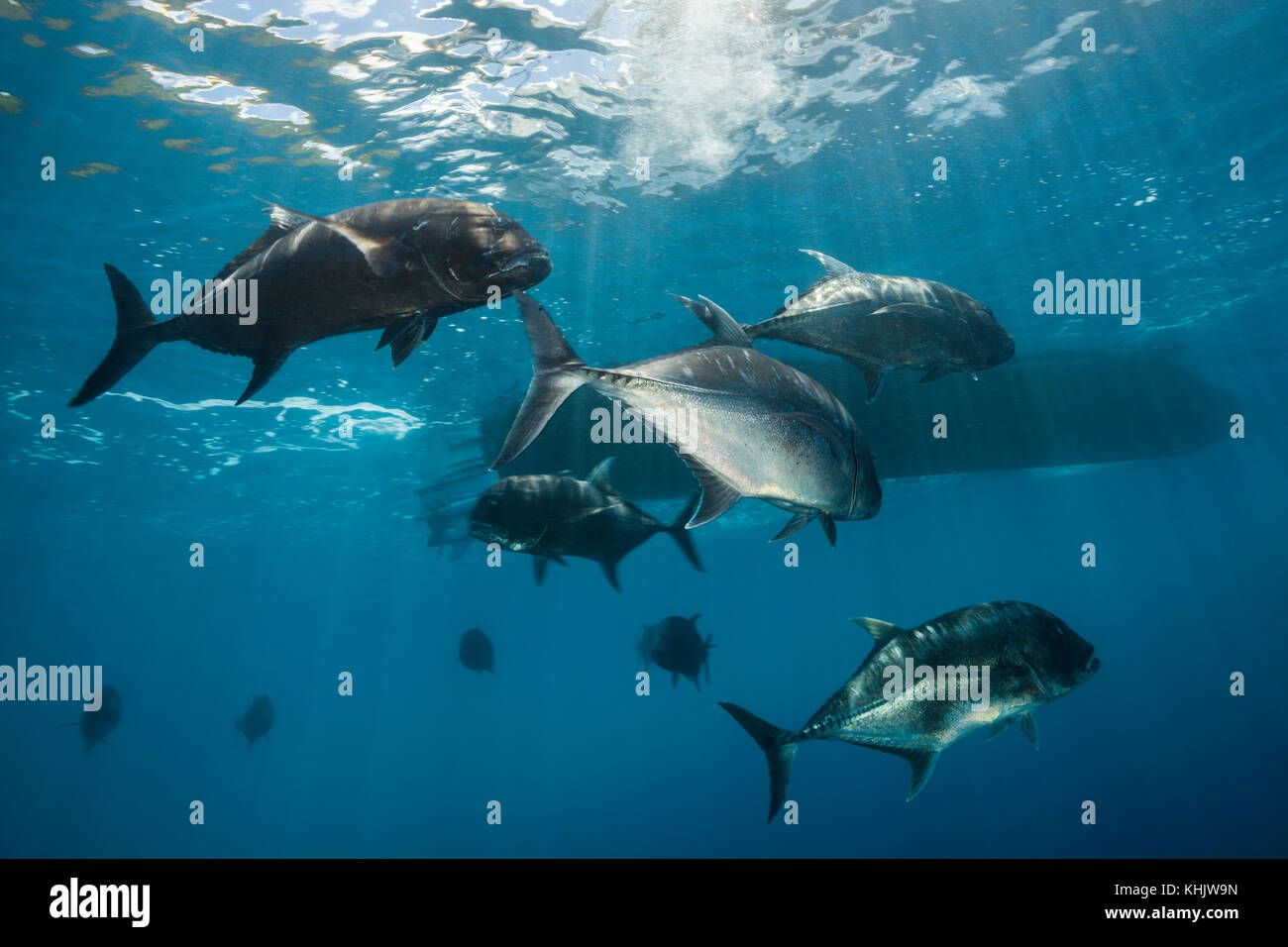 Giant trevally, australia hi-res stock photography and images - Alamy