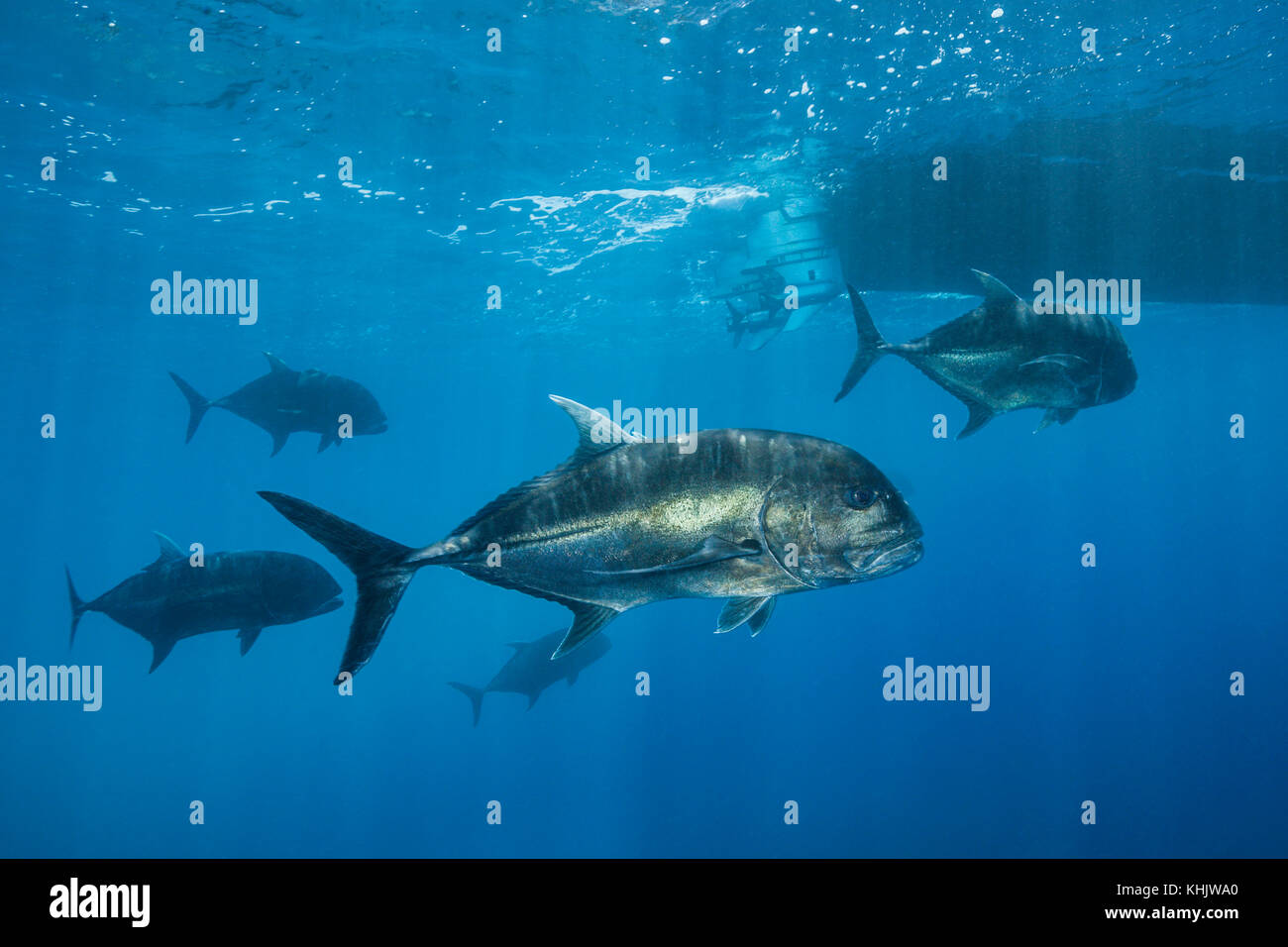 Giant Trevally under boat, Caranx ignobilis, Christmas Island ...
