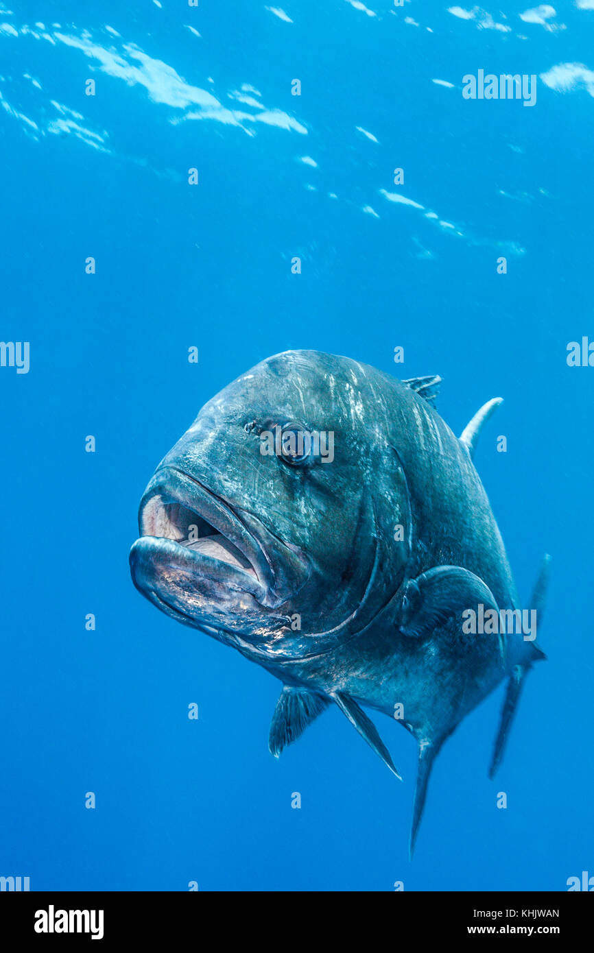 Giant trevally christmas island hi-res stock photography and images - Alamy
