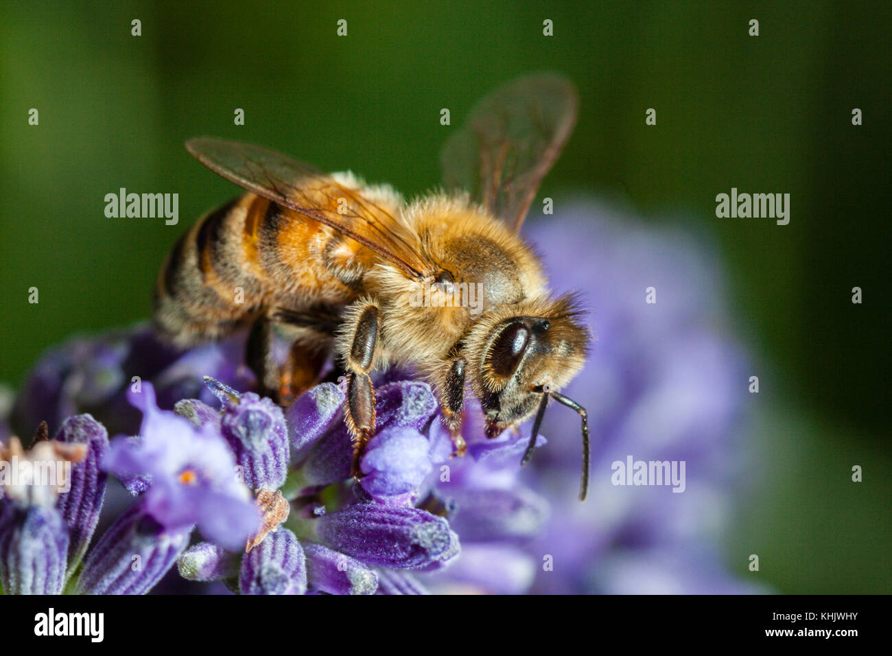 Bee side view hi-res stock photography and images - Alamy