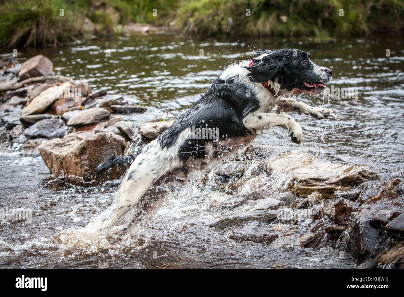 English springer spaniel hunting hi-res stock photography and images ...