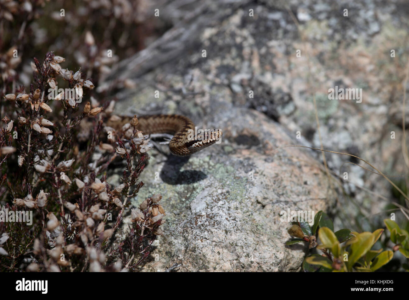 Adder scotland hi-res stock photography and images - Alamy