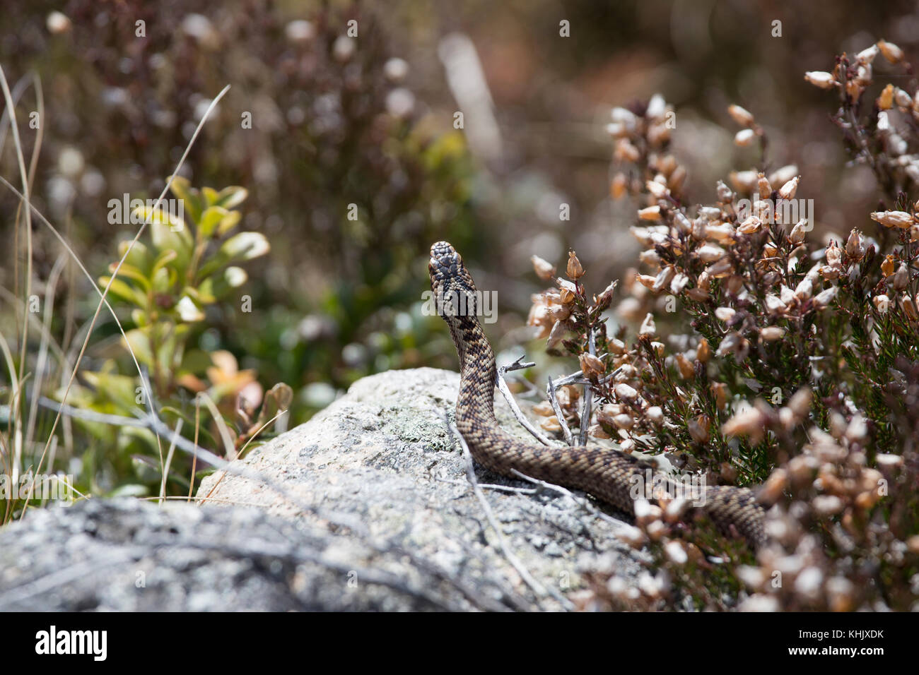Adder scotland hi-res stock photography and images - Alamy