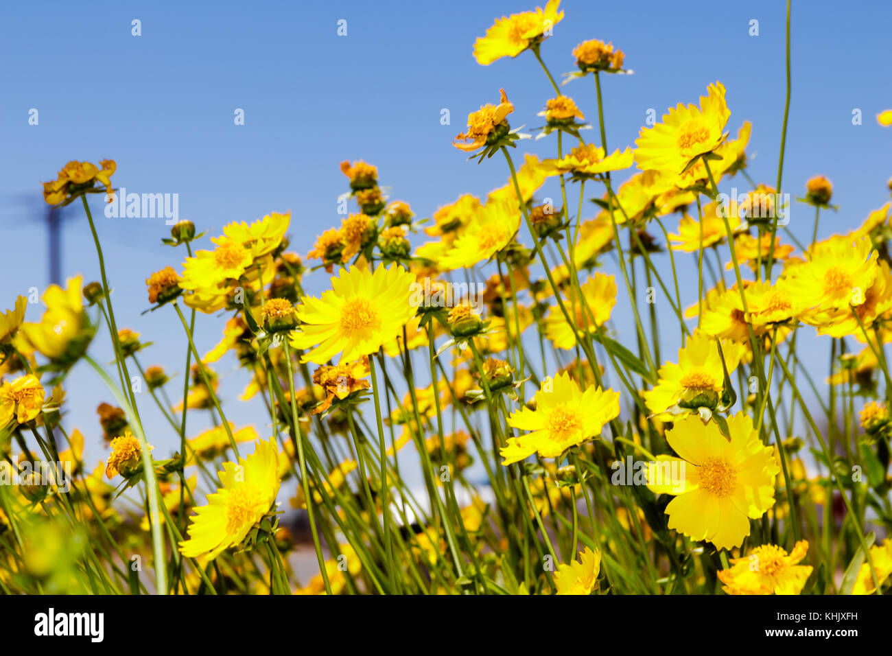 Yellow Namakwaland Daisy (Karoo Stock Photo - Alamy