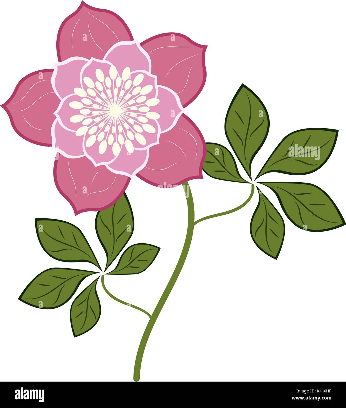 Christmas rose illustration Stock Vector Images - Alamy