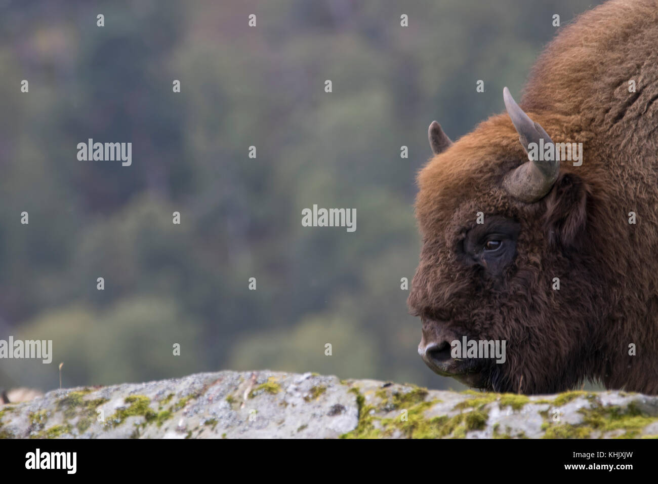European bison,Bison bonasus, captive, close up portrait while walking ...