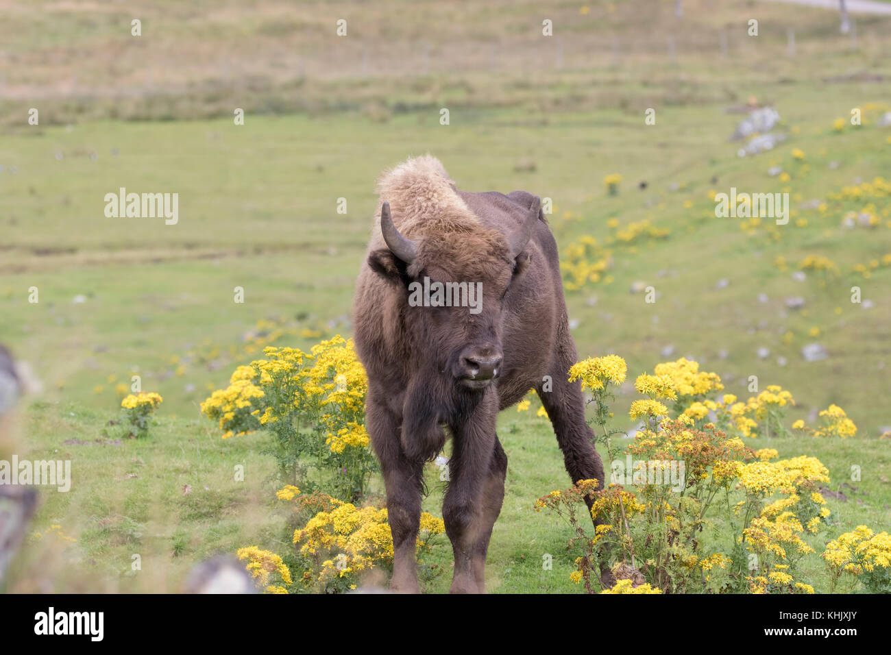 European bison,Bison bonasus, captive, close up portrait while walking ...