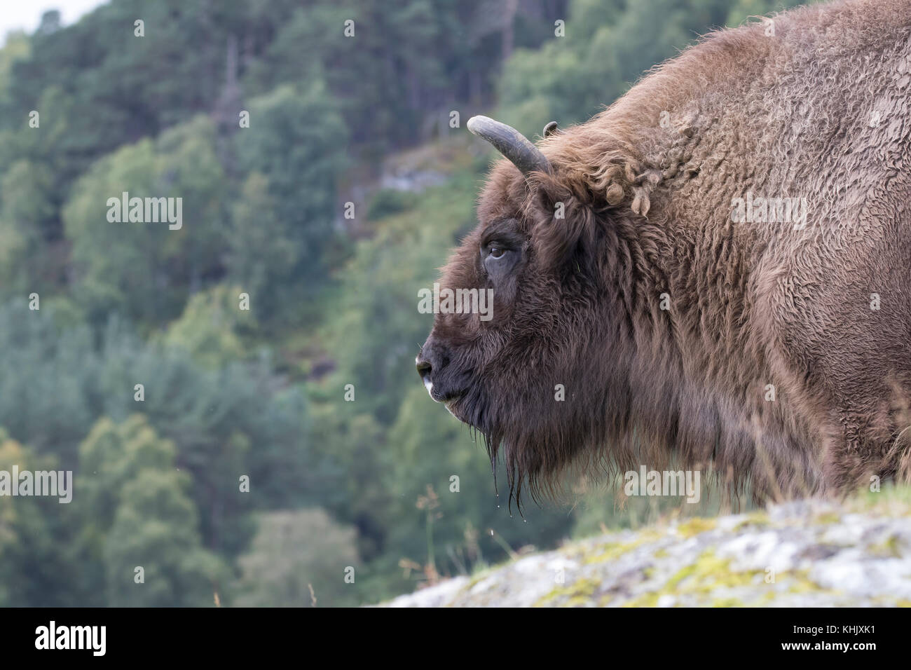 European bison,Bison bonasus, captive, close up portrait while walking ...