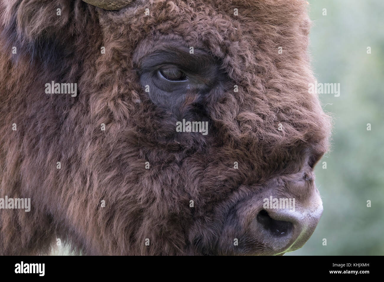 European bison,Bison bonasus, captive, close up portrait while walking ...