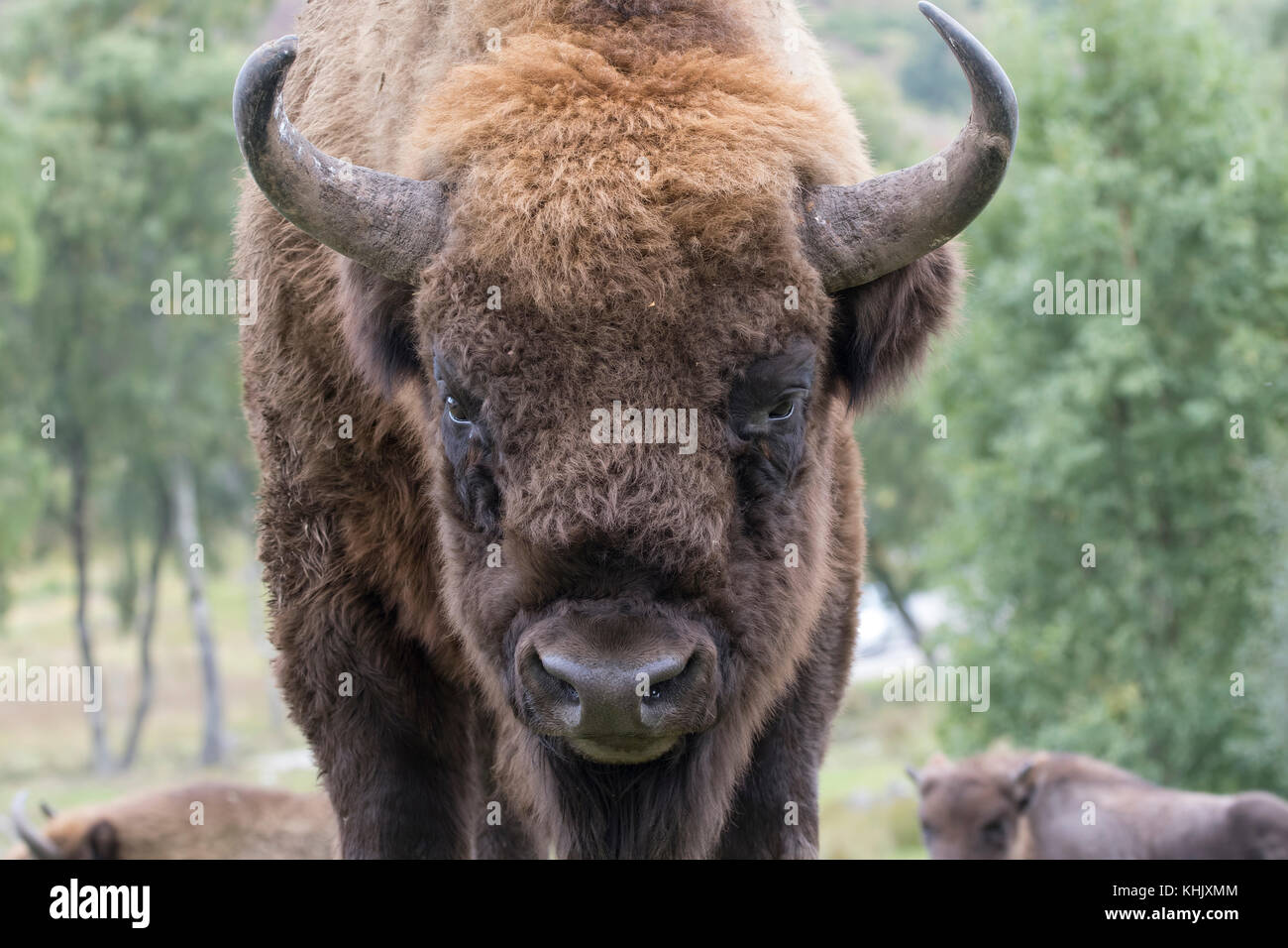European bison,Bison bonasus, captive, close up portrait while walking ...
