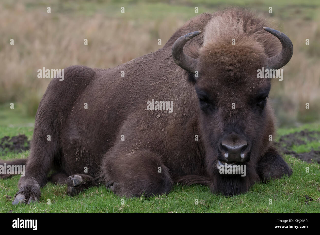 European bison,Bison bonasus, captive, close up portrait while walking ...