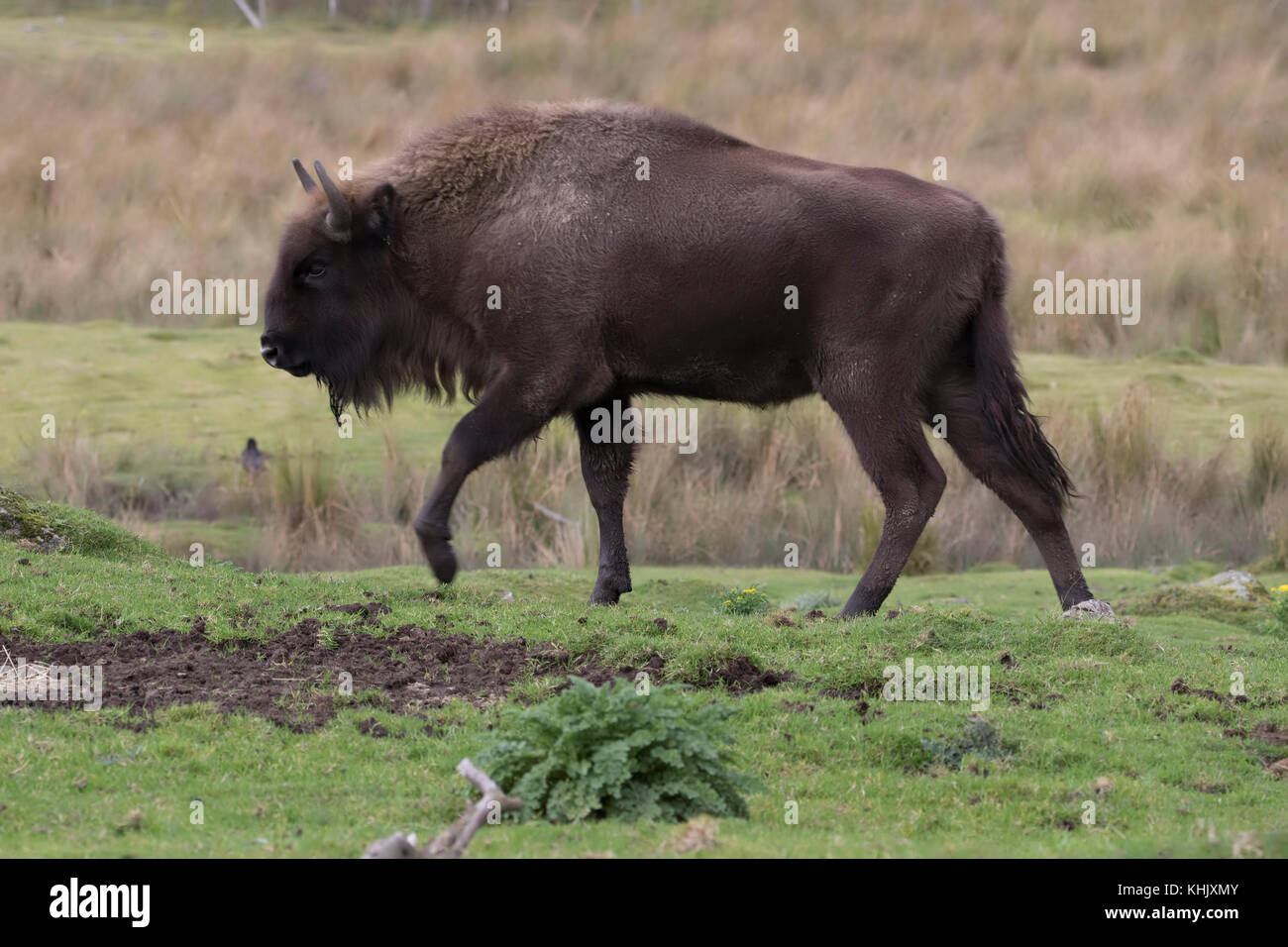 Female bison summer hi-res stock photography and images - Alamy