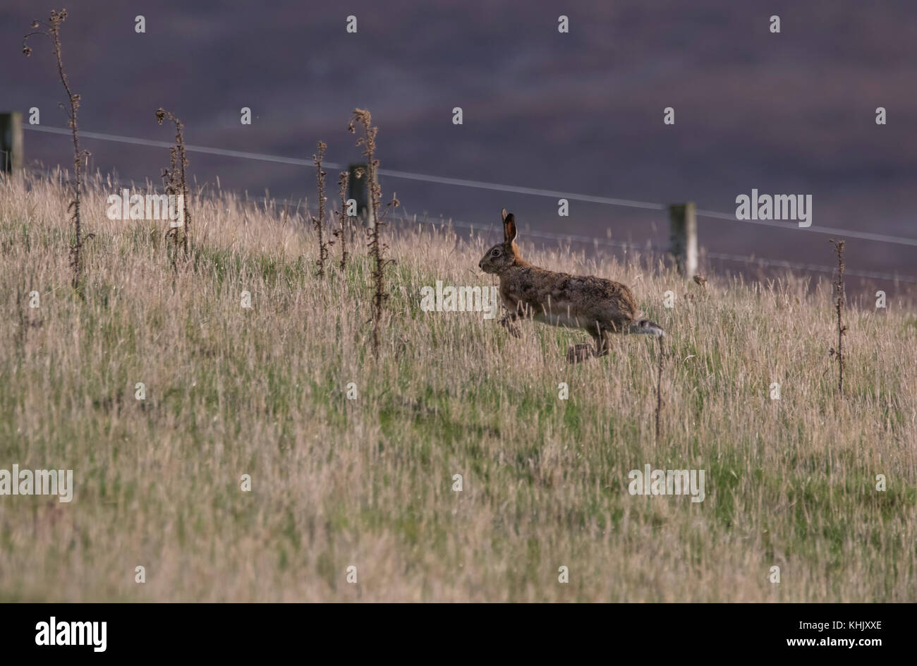 brown hare, Lepus europaeus, close up portrait while lying, grazing and ...