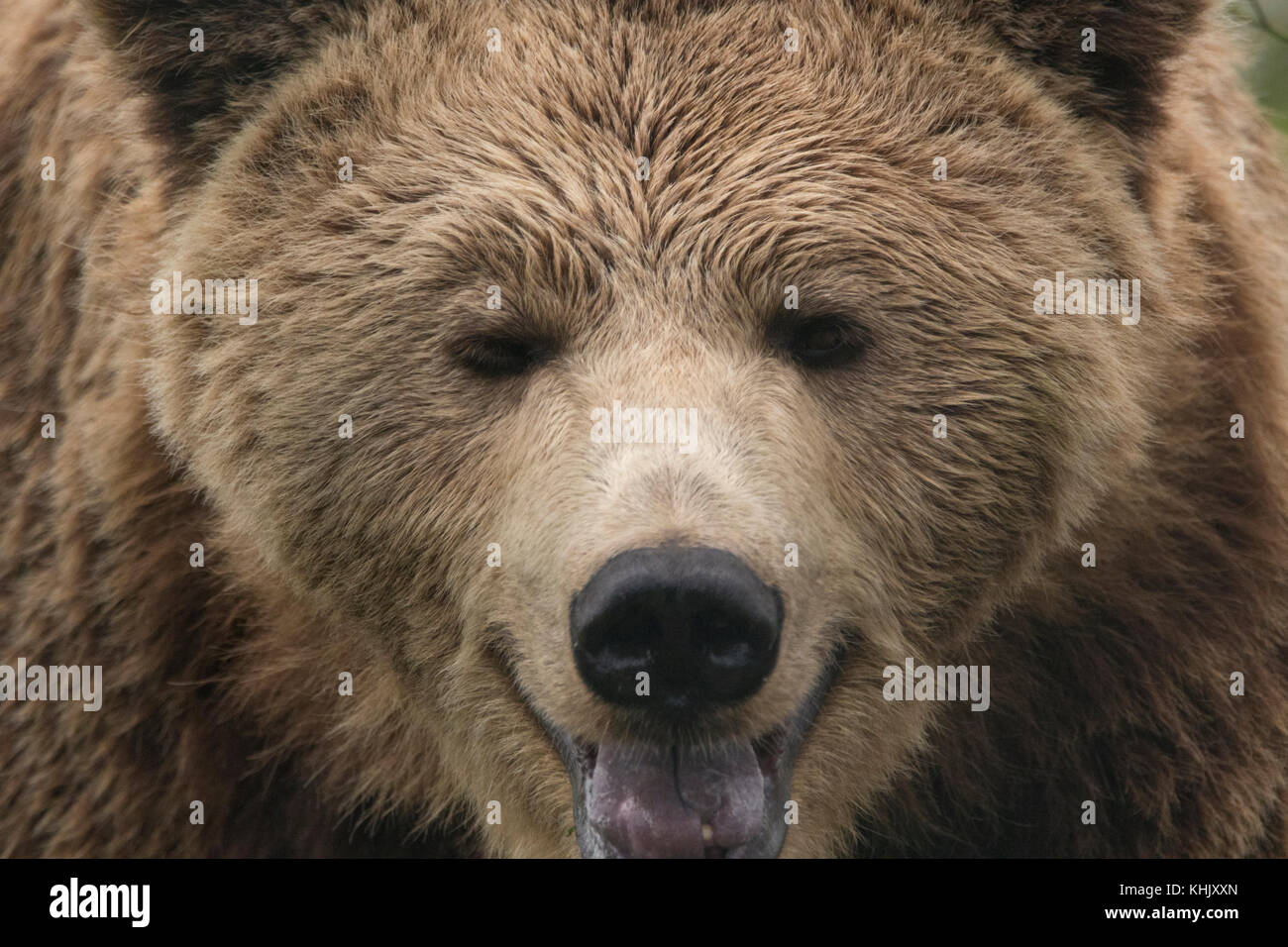 Grizzly bear tongue hi-res stock photography and images - Alamy