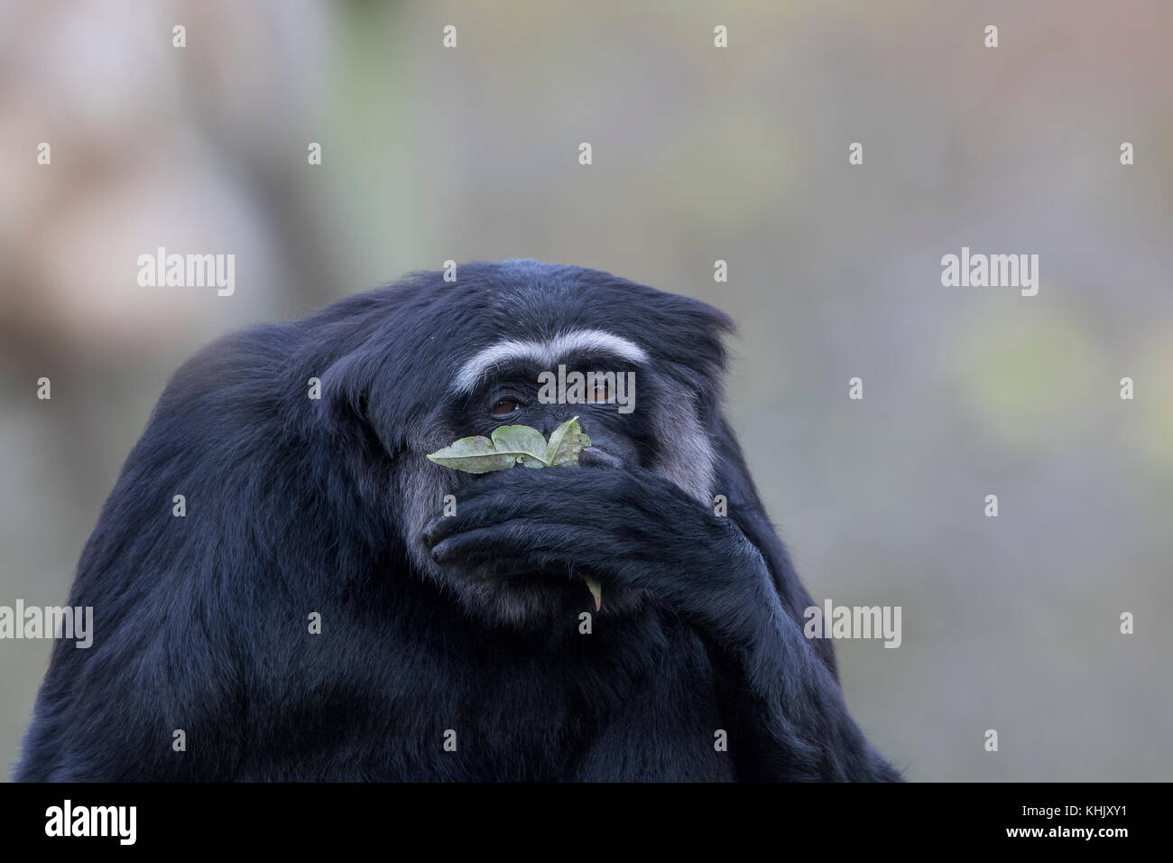 Gibbon Hand High Resolution Stock Photography and Images - Alamy