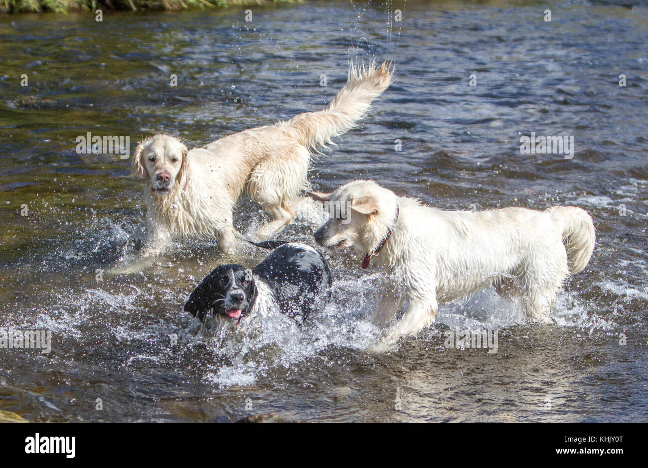 Dogs jumping on water hi-res stock photography and images - Alamy