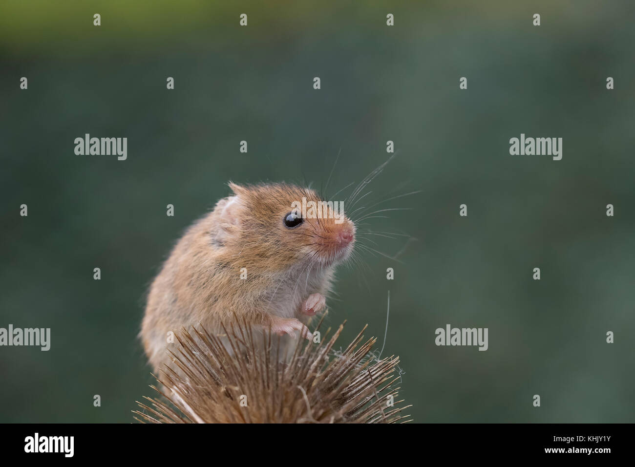 harvest mice/mouse, Micromys minutus, close up portrait posing on a ...