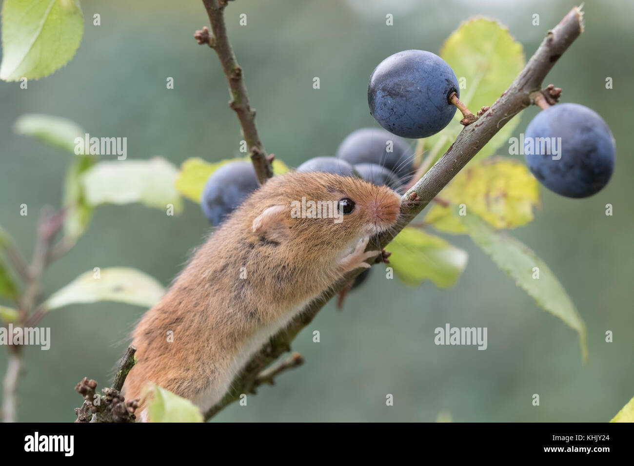 harvest mice/mouse, Micromys minutus, close up portrait posing on a ...