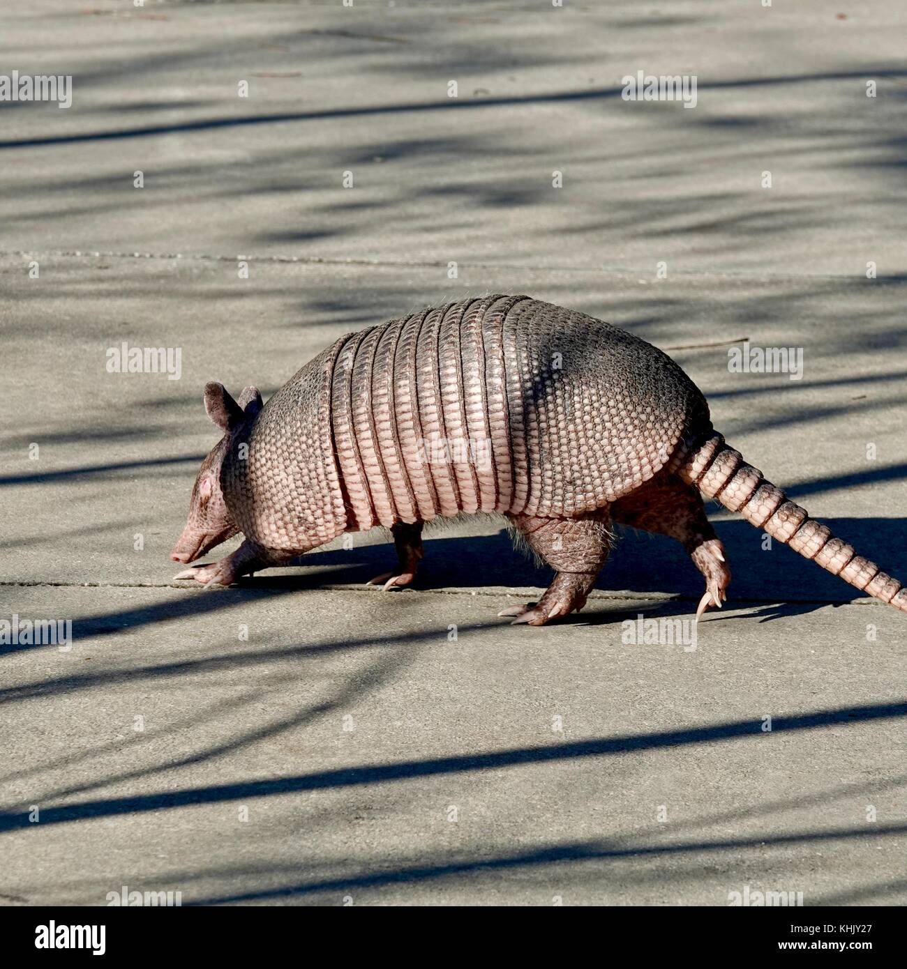 Nine-banded, long-nosed armadillo (Dasypus novemcinctus) walking across ...