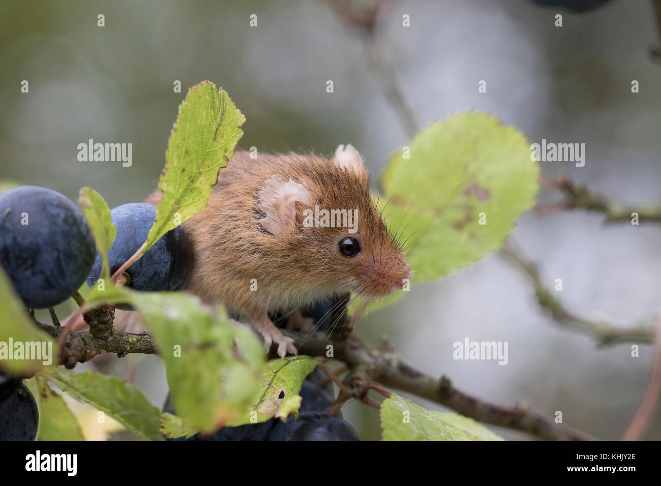 harvest mice/mouse, Micromys minutus, close up portrait posing on a ...
