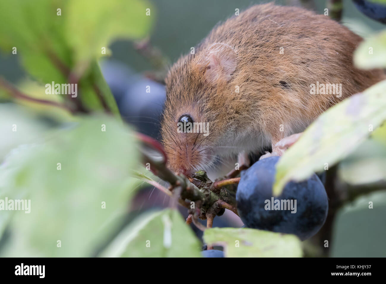 harvest mice/mouse, Micromys minutus, close up portrait posing on a ...