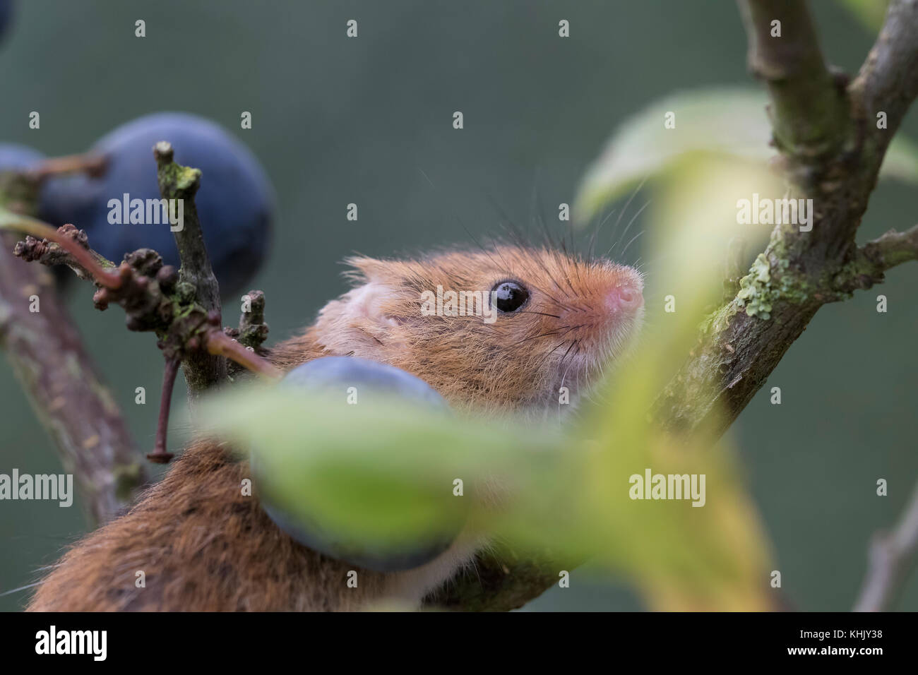 harvest mice/mouse, Micromys minutus, close up portrait posing on a ...