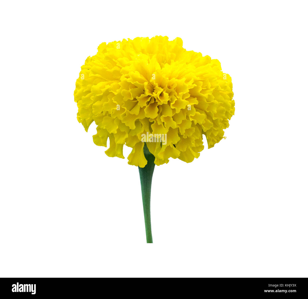 Yellow Marigold flower isolated on white background with clipping path ...