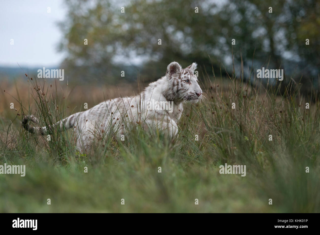Royal Bengal Tiger / Koenigstiger ( Panthera tigris ), big cat in ...