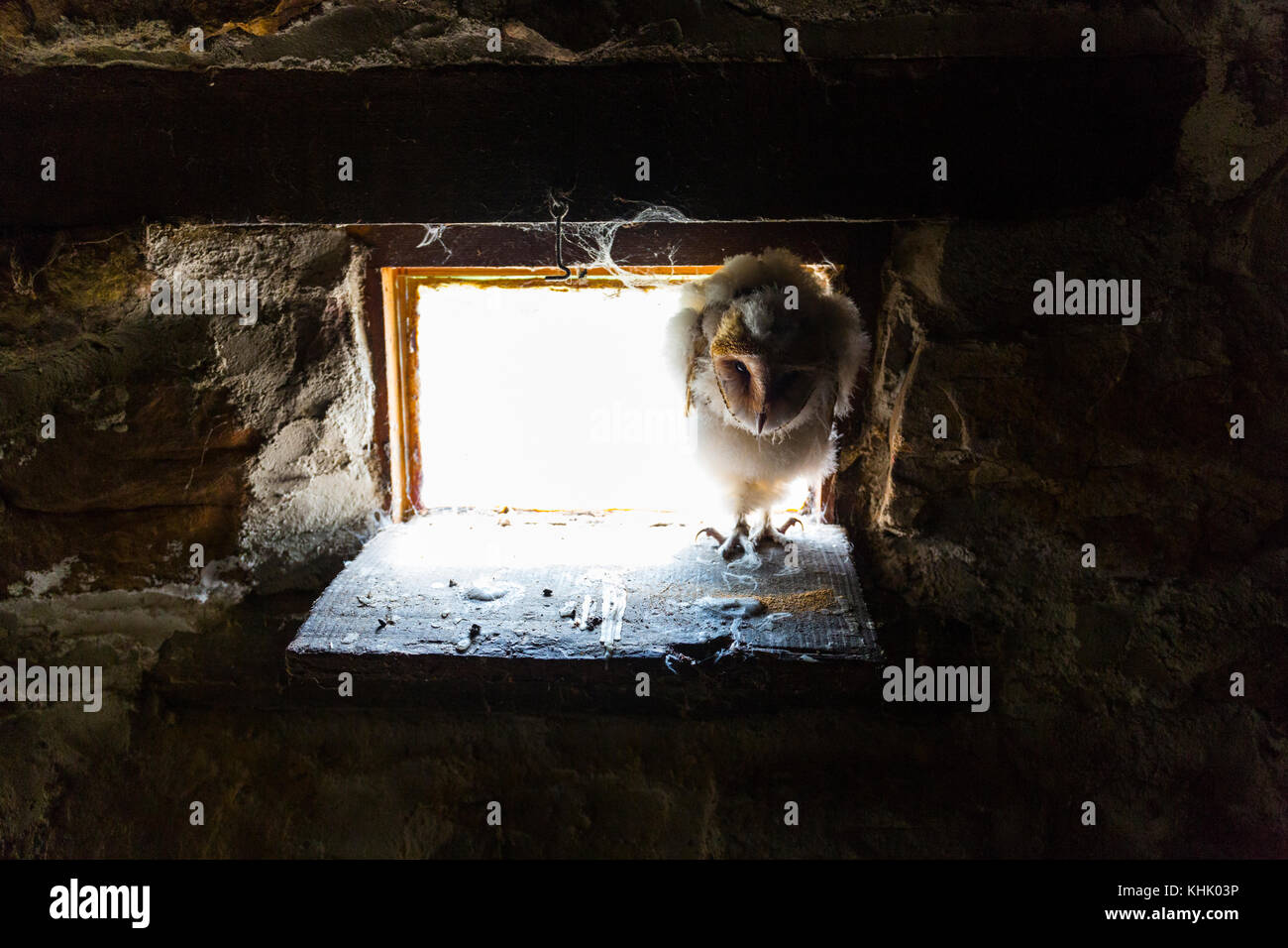 Barn Owl (Tyto alba Stock Photo - Alamy