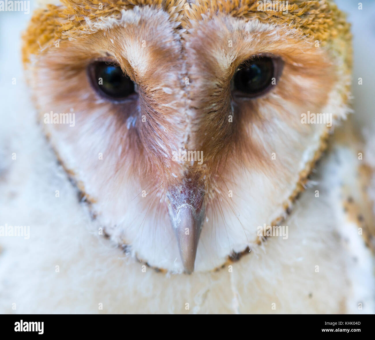 Barn Owl (Tyto alba Stock Photo - Alamy