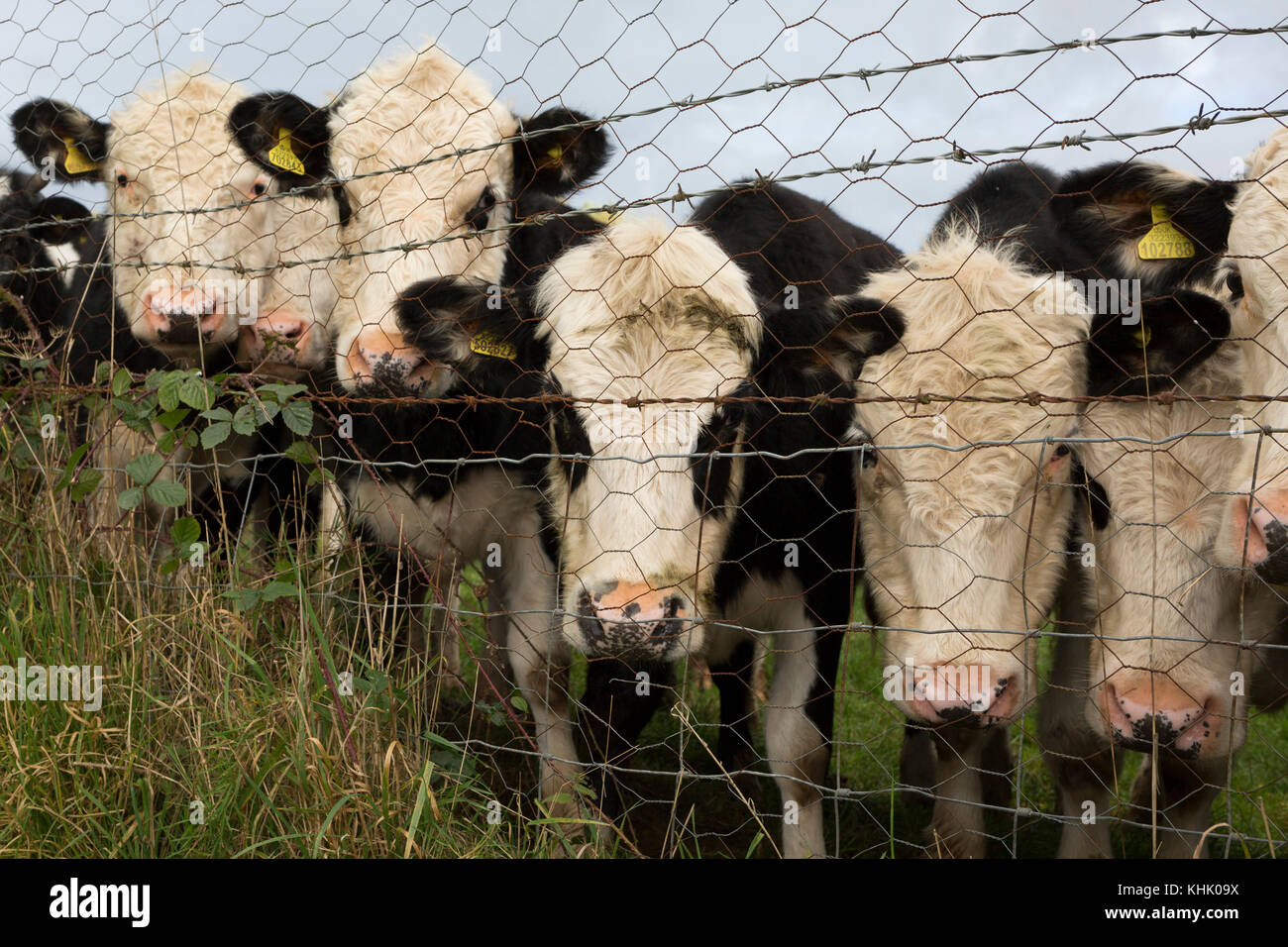 Smell somerset hi-res stock photography and images - Alamy