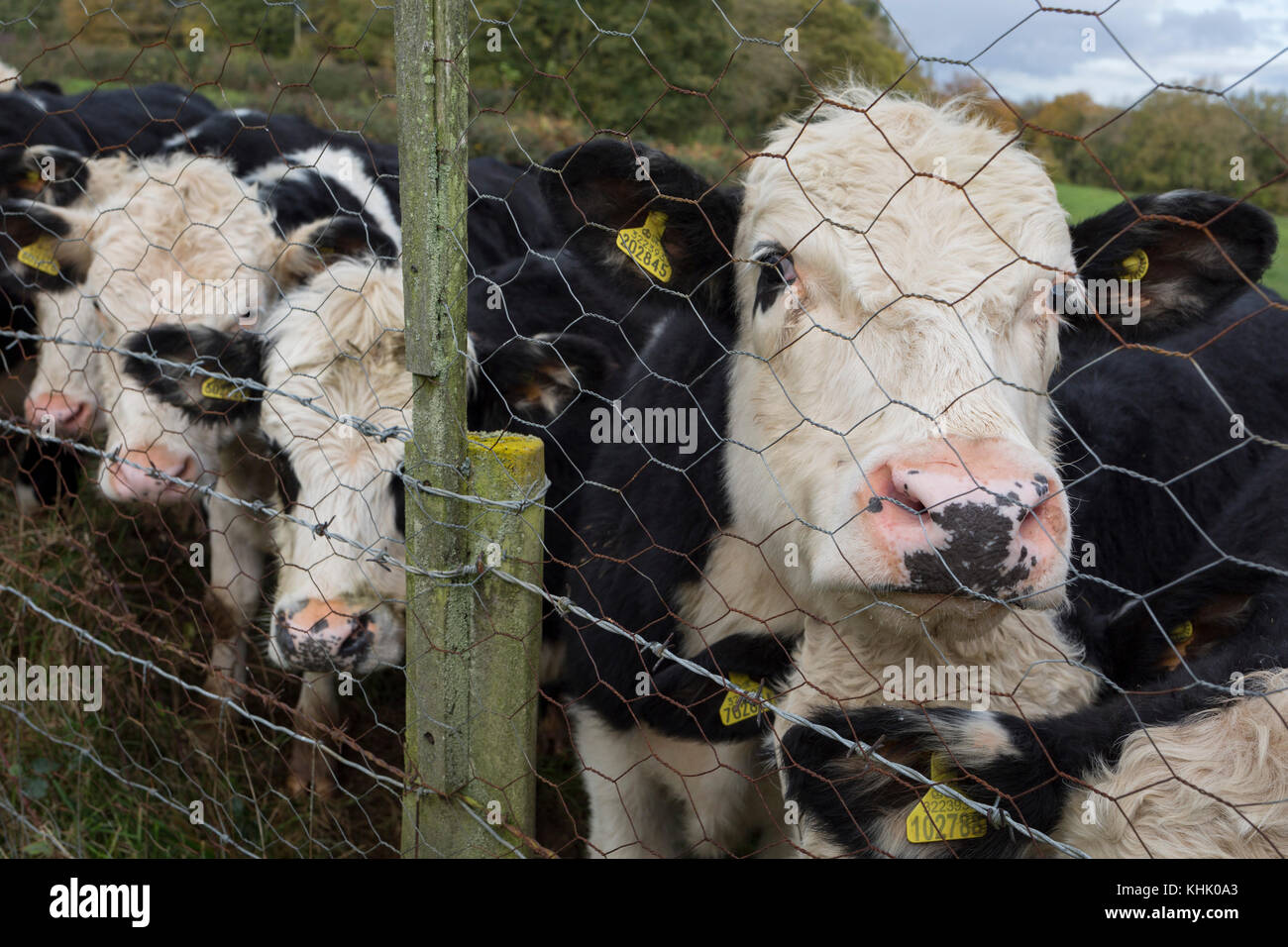 Smell somerset hi-res stock photography and images - Alamy