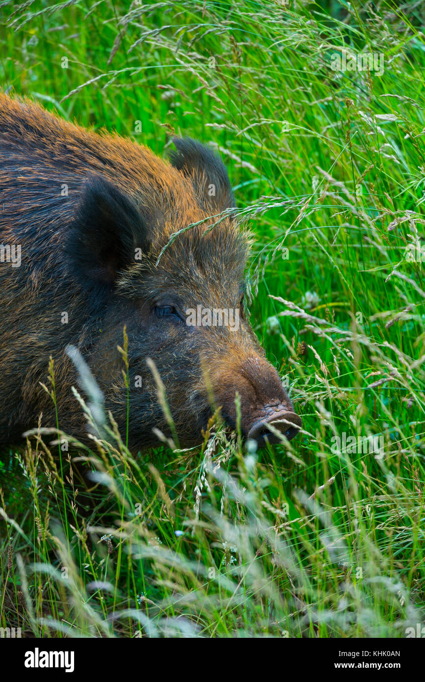 Wild boar or Wild pig (Sus scrofa Stock Photo - Alamy