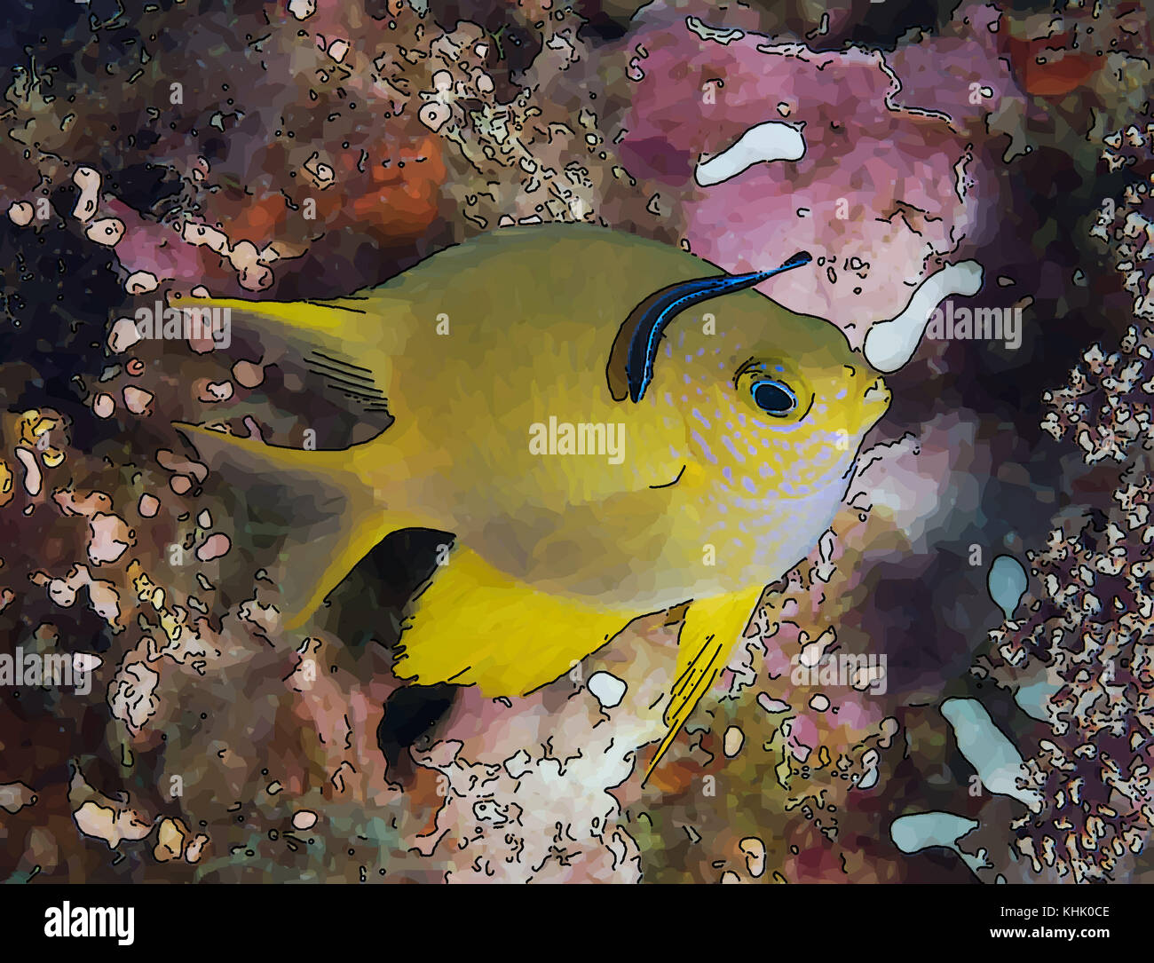 A beautiful Amblyglyphidodon aureus, golden damselfish, being cleaned ...