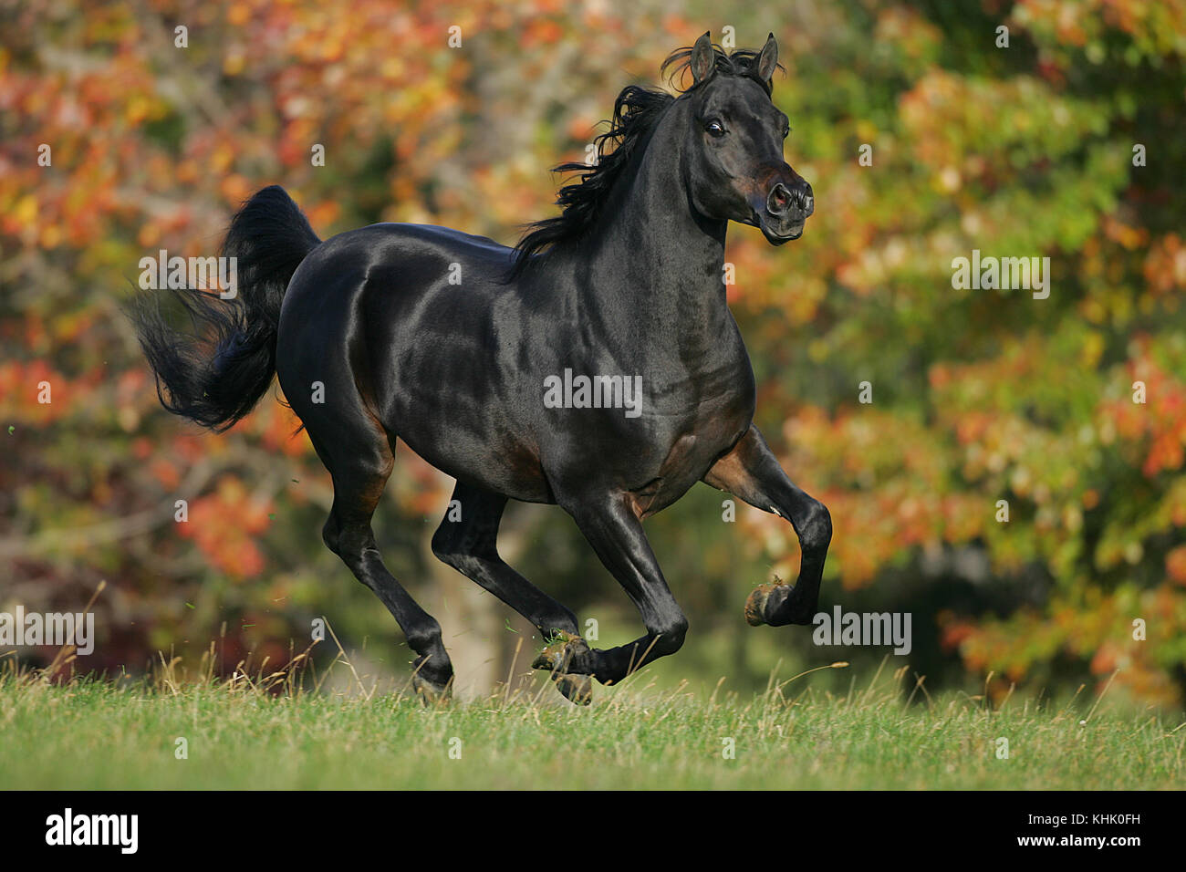 Black Arab Stallion Stock Photo - Alamy