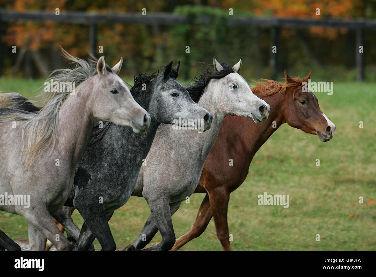 Yearlings hi-res stock photography and images - Alamy