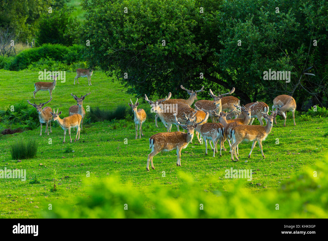 Fallow deer (Dama dama Stock Photo - Alamy