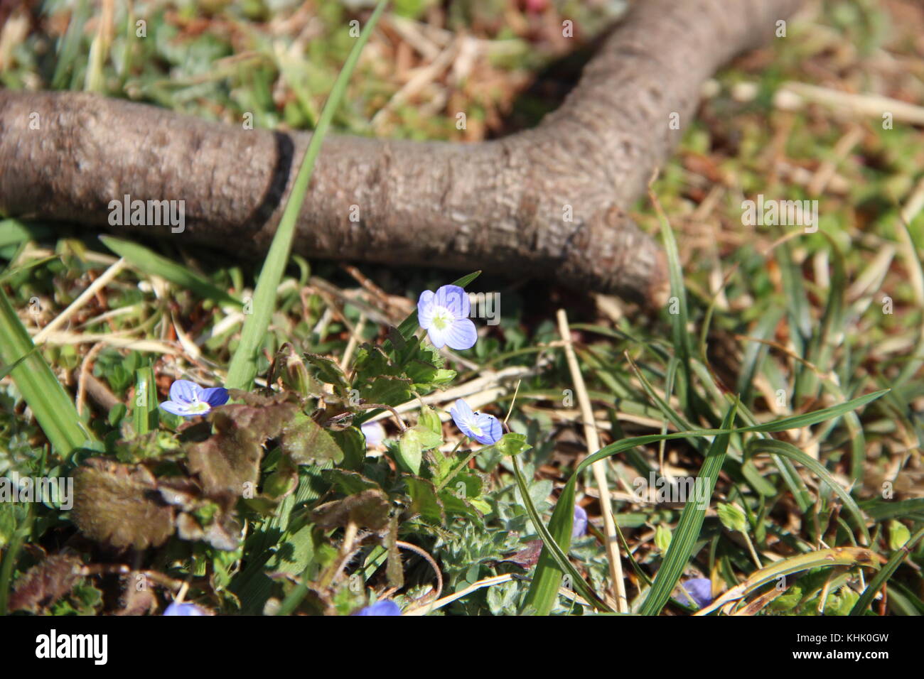 Spring Flowers in Tokyo, Japan Stock Photo - Alamy