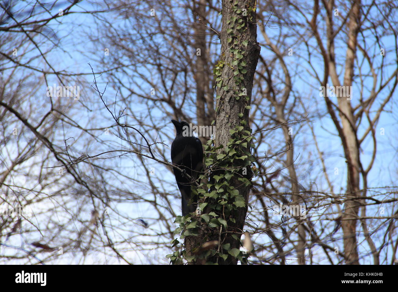 Crow sitting on a tree branch Stock Photo - Alamy